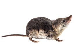 Difference Between Shrew And Vole